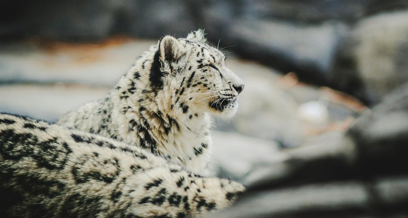 Rare animals of Central Asia: 6 species from the Red List - weproject.media