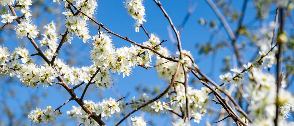 Navruz in Central Asia: how spring is celebrated in the region ...